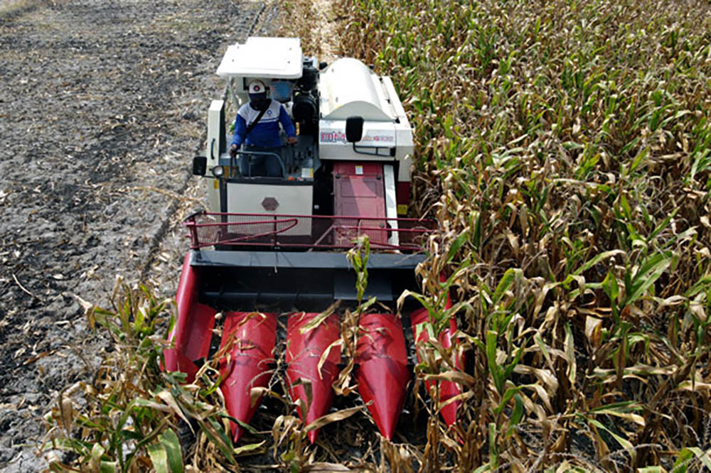 Panen Jagung Ramah Lingkungan dengan Maxxi Bimo Corn G102 - Tani Merdeka