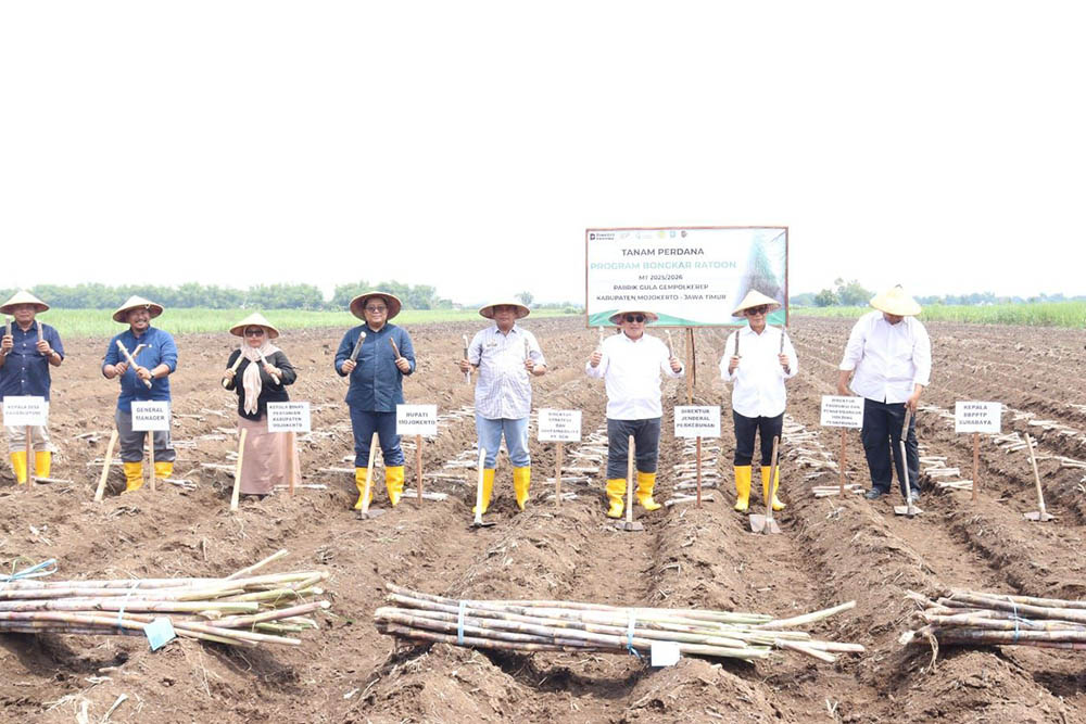 Kementan Dorong Swasembada Gula Lewat Bongkar Ratoon dan Hilirisasi ...