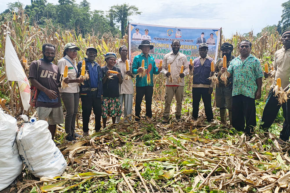 Tani Merdeka Papua Tengah Gelar Panen Jagung Bersama Petani Nabire ...